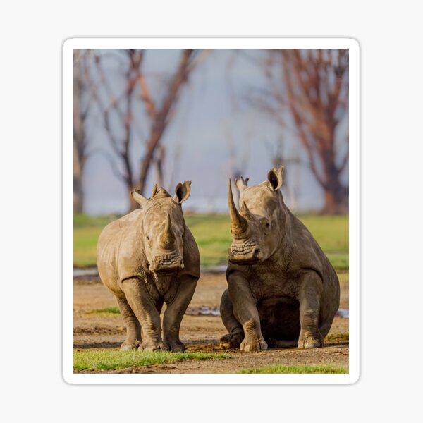 "Rhino couple - love" Sticker for Sale by FashionNext | Redbubble