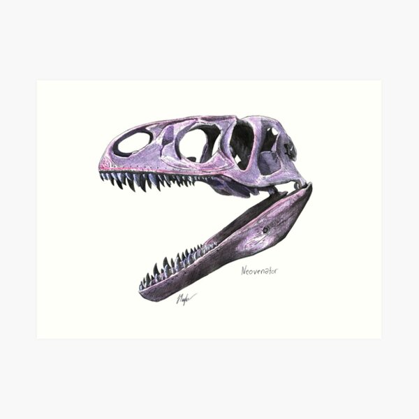 "Neovenator Skull" Art Print for Sale by JedTaylor | Redbubble