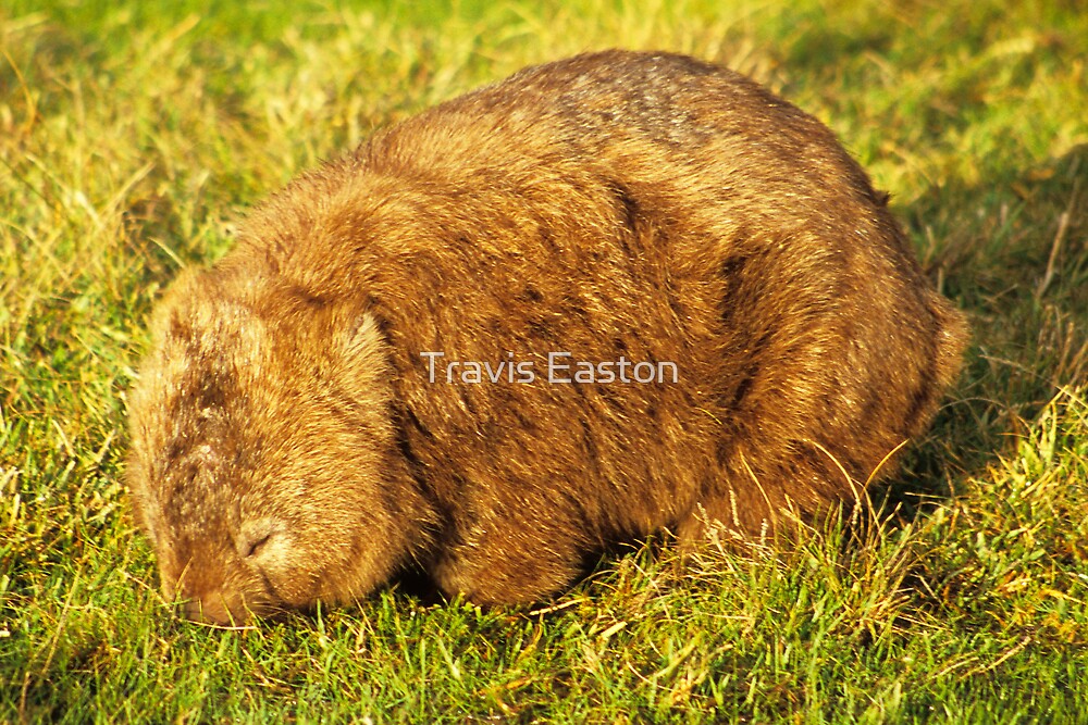 "Fatso the fat-arsed Wombat" by Travis Easton | Redbubble