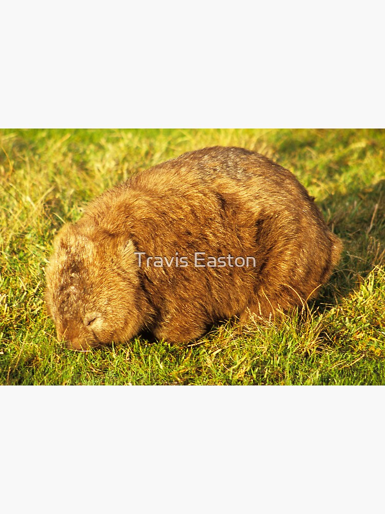 "Fatso the fat-arsed Wombat" Art Print for Sale by TravisEaston | Redbubble