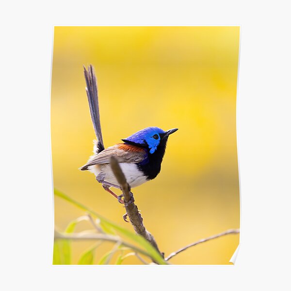 "Purple Backed Fairy Wren" Poster for Sale by mickkelly68 | Redbubble