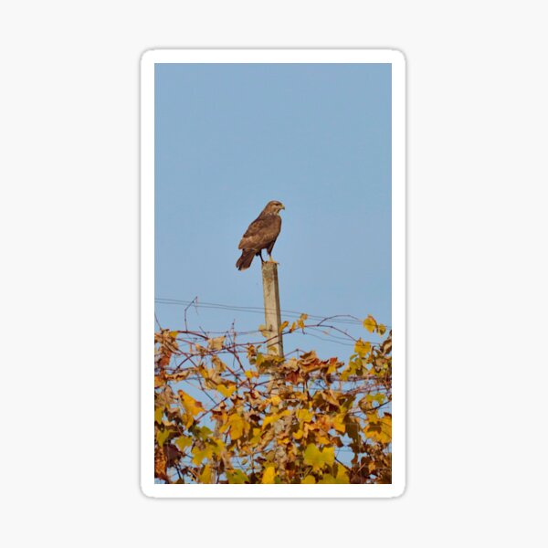 "Falcon" Sticker for Sale by wolf22flow | Redbubble