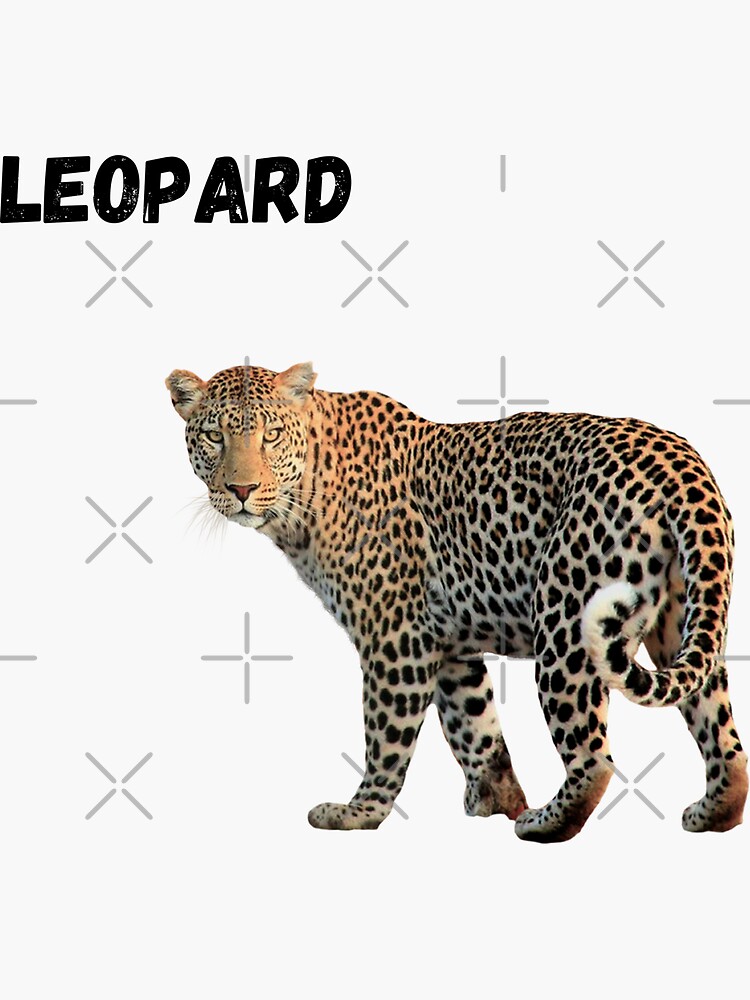 "Leopard Word Sticker" Sticker for Sale by BaristaHero | Redbubble