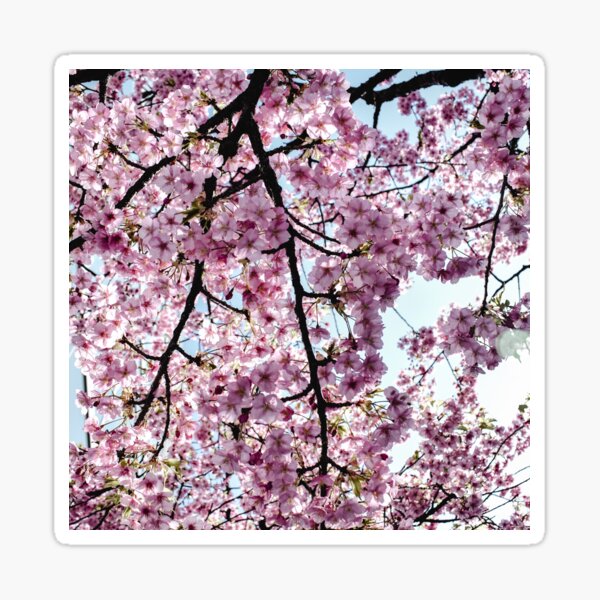 "Cherry Blossom Tree" Sticker for Sale by Fibonaccii | Redbubble