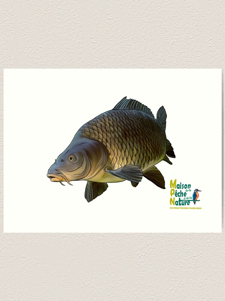 "Common carp" Art Print for Sale by maisonpechnat | Redbubble