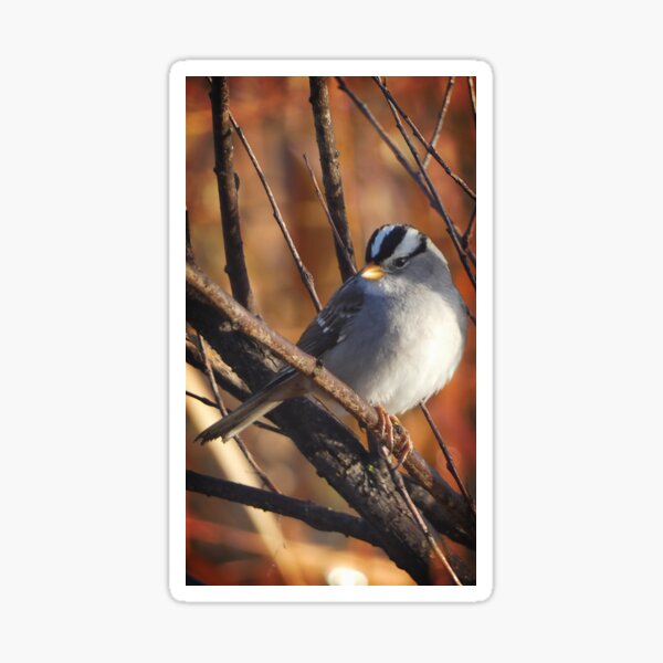 "White-Crowned Sparrow" Sticker for Sale by WhitetailGfx | Redbubble