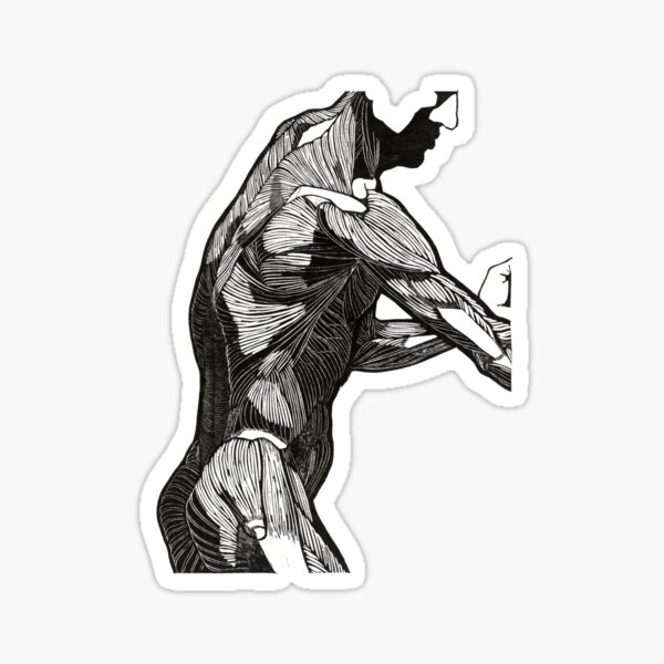 "Man's lateral and arm muscles " Sticker for Sale by Kyivite | Redbubble