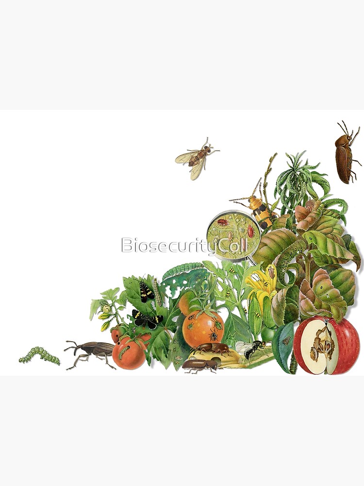 Poster « Insecte ravageur corne d'abondance », par BiosecurityColl ...