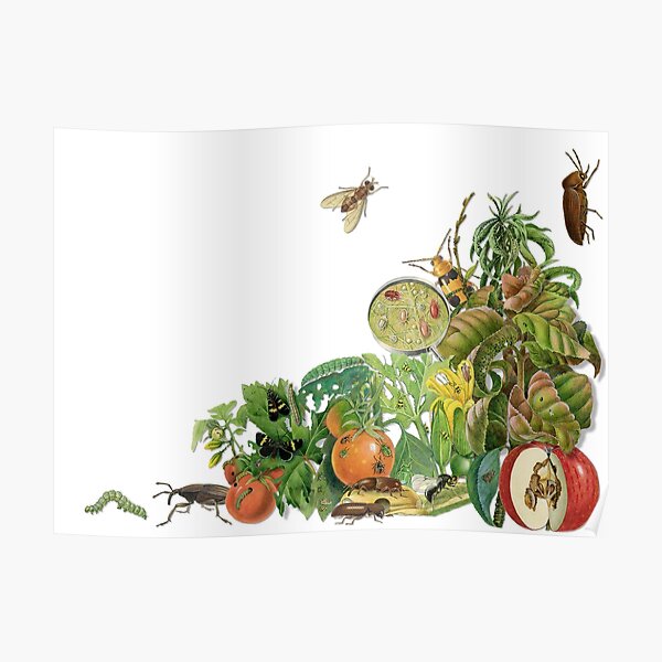 Poster « Insecte ravageur corne d'abondance », par BiosecurityColl ...