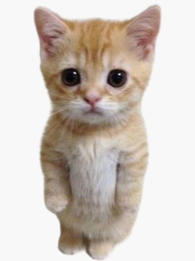 "El gato" Sticker for Sale by CoolMeowCat | Redbubble