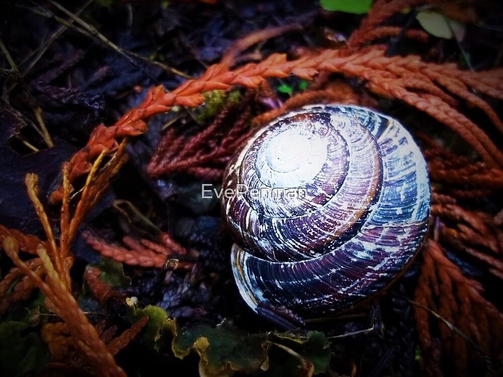 "PNW Snail Shell" by EvePenman | Redbubble
