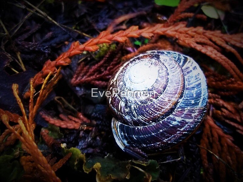 "PNW Snail Shell" by EvePenman | Redbubble