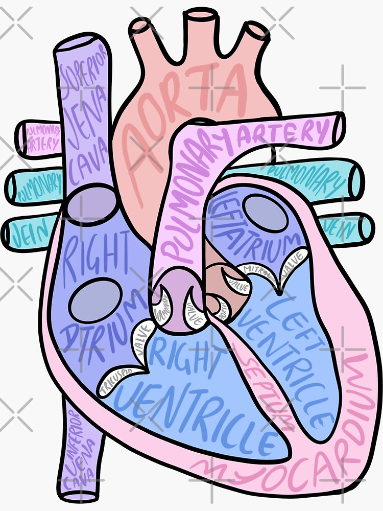 "Pastel heart anatomy " Sticker for Sale by Mermaidssparkle | Redbubble