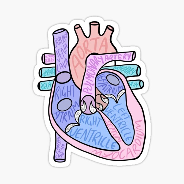 Pastel Heart Anatomy Sticker For Sale By Mermaidssparkle Redbubble