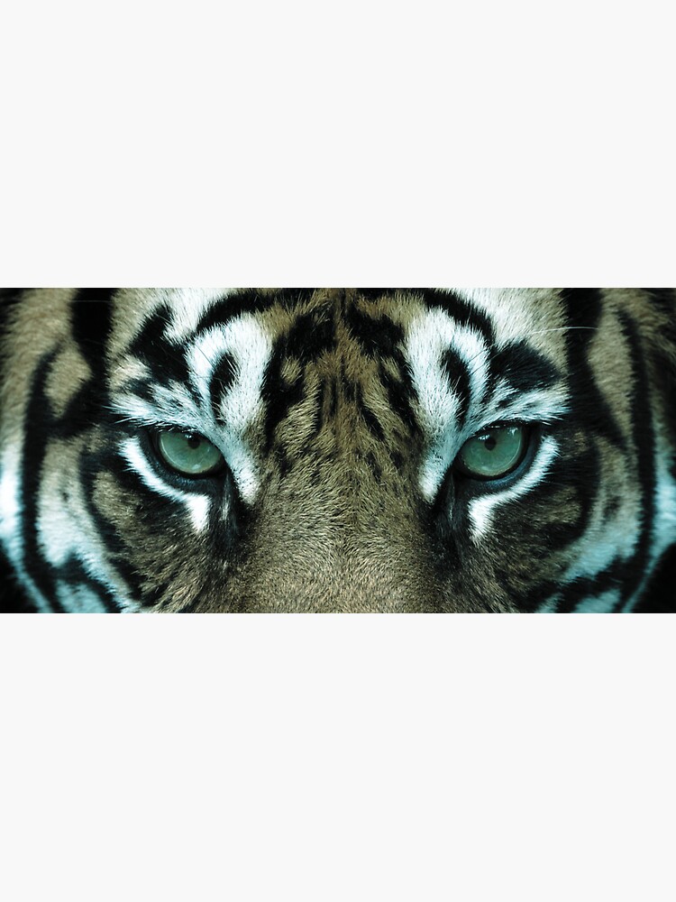 "Tiger Stare Super Close-up Scary Gaze Watching Unblinking Wild Nature ...