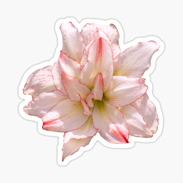 "Amaryllis Candy Cane or double Hippeastrum" Sticker for Sale by ...