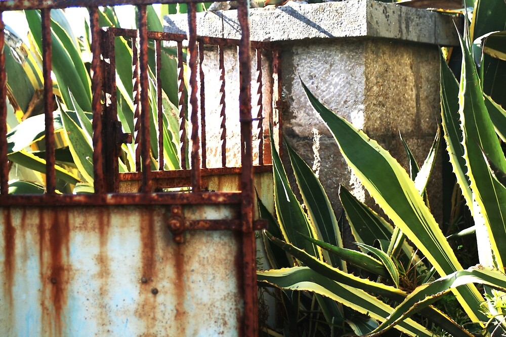 "Rusty gate with agave plants " by Anna Lemos | Redbubble