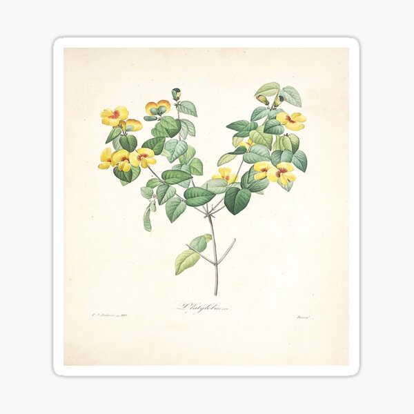 "Pierre joseph redoubt: the most beautiful flowers 3" Sticker for Sale ...