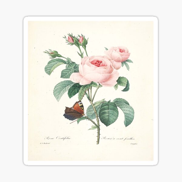 "Pierre joseph redoubt: the most beautiful flowers 5" Sticker for Sale ...