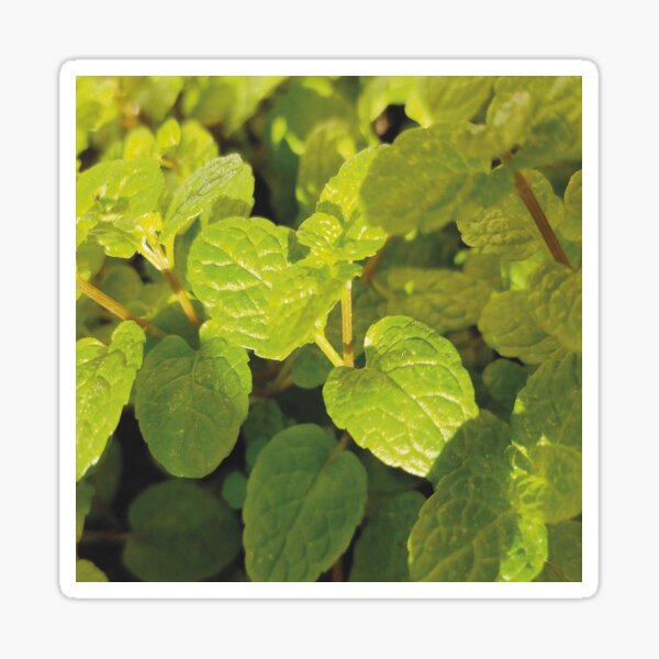 "Fresh Mint " Sticker for Sale by Florrinda | Redbubble