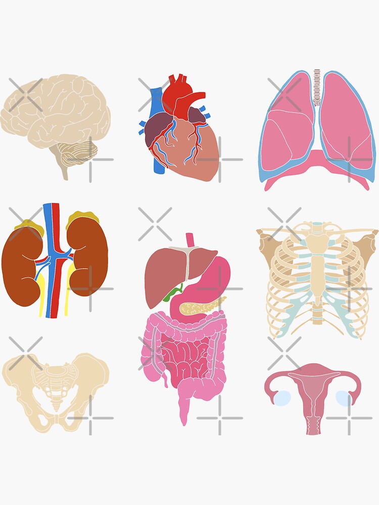 "Organs" Sticker for Sale by emm416 | Redbubble