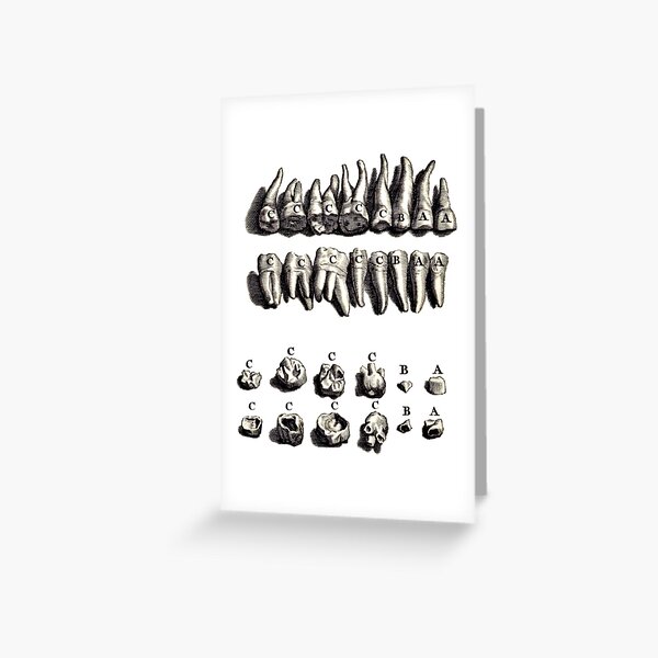 "medieval anatomical drawing of extracted human teeth in color ...