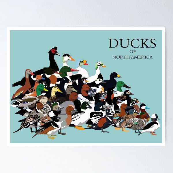 "Ducks of North America" Poster for Sale by BennuBirdy | Redbubble