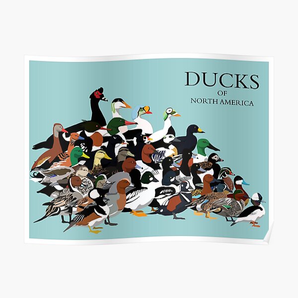 "Ducks of North America" Poster by BennuBirdy | Redbubble