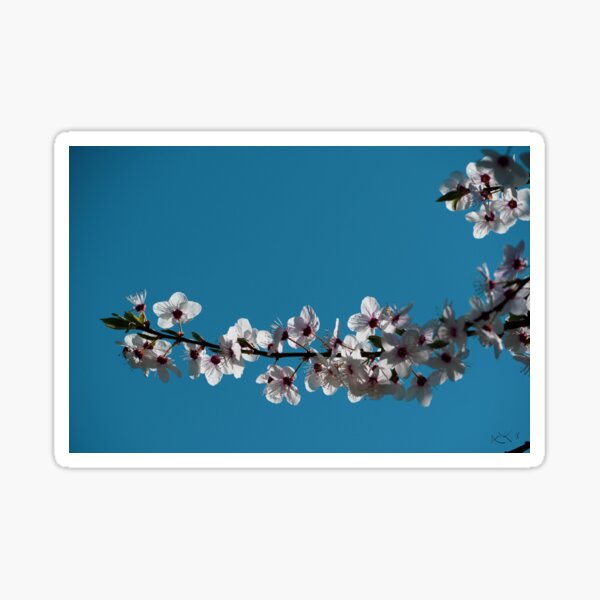 Kirsche Gifts & Merchandise for Sale | Redbubble