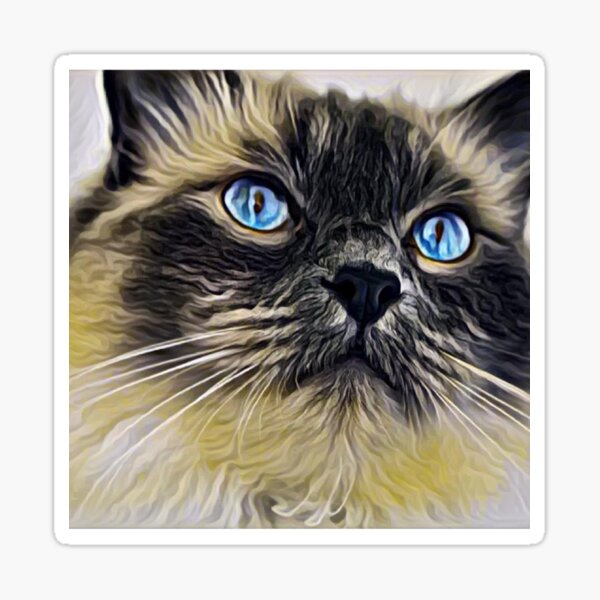 "Ragdoll Cat" Sticker for Sale by aarongy1234 | Redbubble