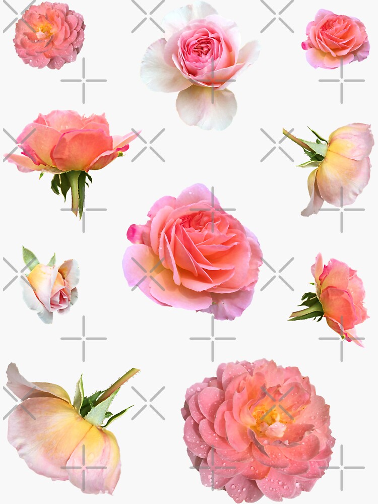 "Pink and Peach Roses " Sticker for Sale by SpheresData | Redbubble
