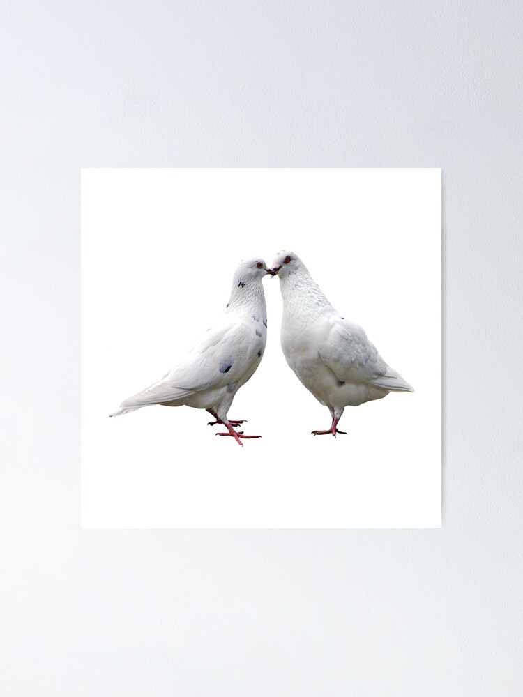 "Dove pack | white dove pack | birds sticker pack | birds lover gift ...