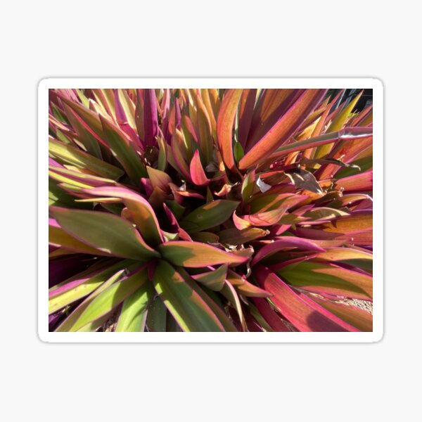 "Spikey Leaves" Sticker for Sale by LillysPhotoCafe | Redbubble