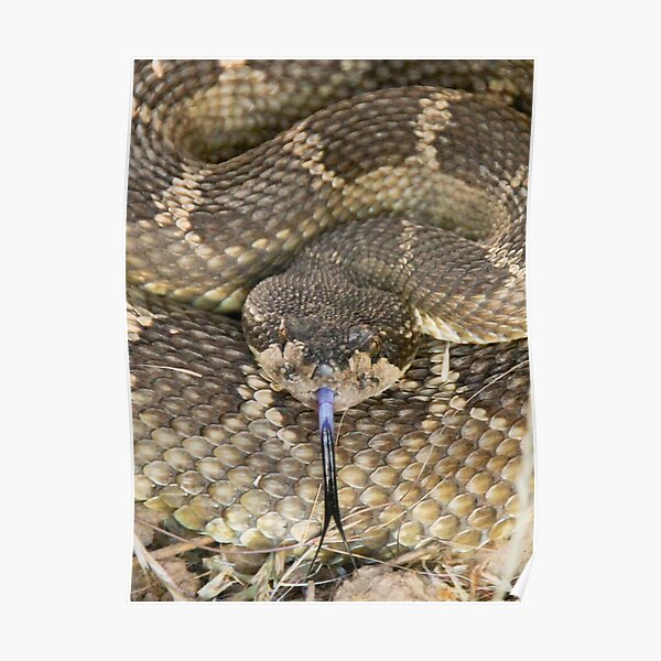 "Angry Northern Pacific Rattlesnake Coiled in Defensive Posture Ready ...