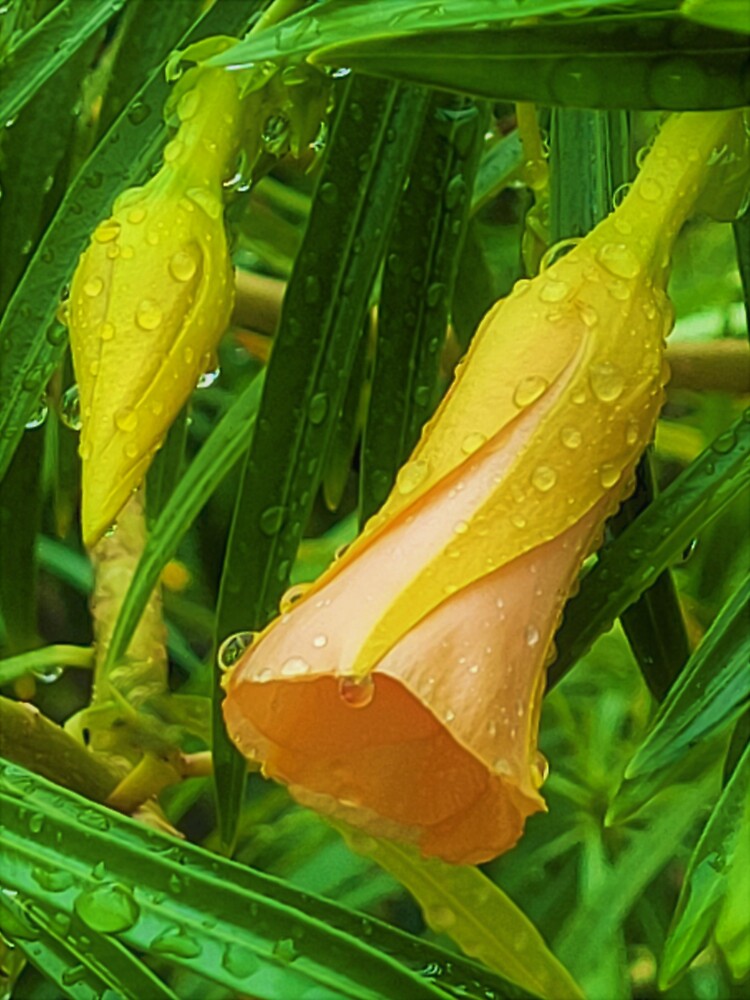 "Rain, Rain, Come Today" Sticker for Sale by KBarrett-ForAwe | Redbubble