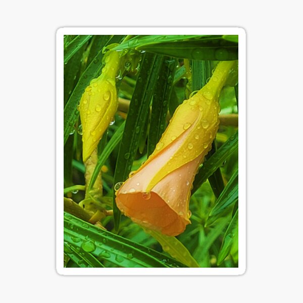 "Rain, Rain, Come Today" Sticker for Sale by KBarrett-ForAwe | Redbubble