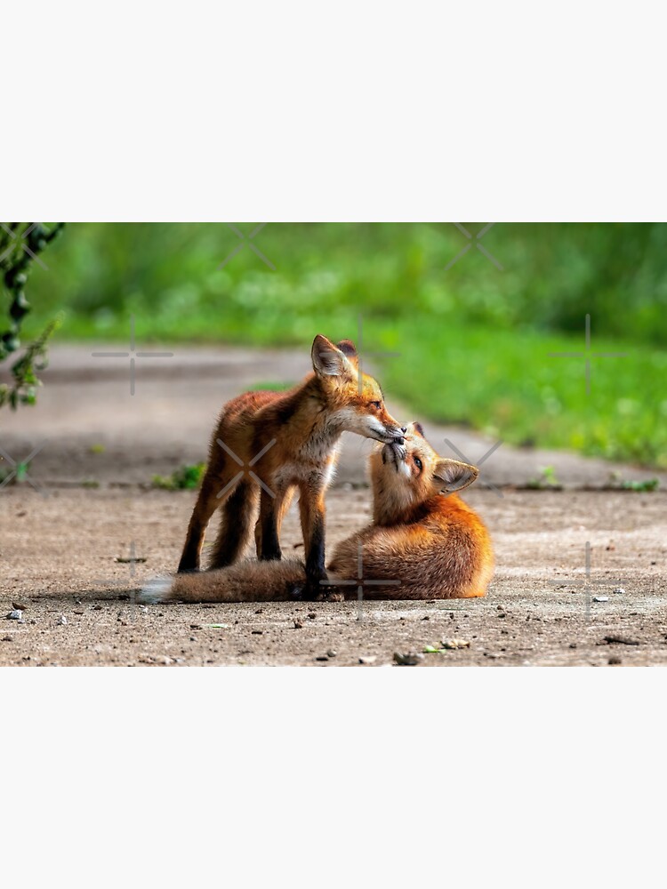 "Fox Kit Nose Kisses" Sticker for Sale by JJenPhotos | Redbubble