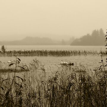 "Misty Lough Eske swans tint" Sticker for Sale by eddiebarronshop ...