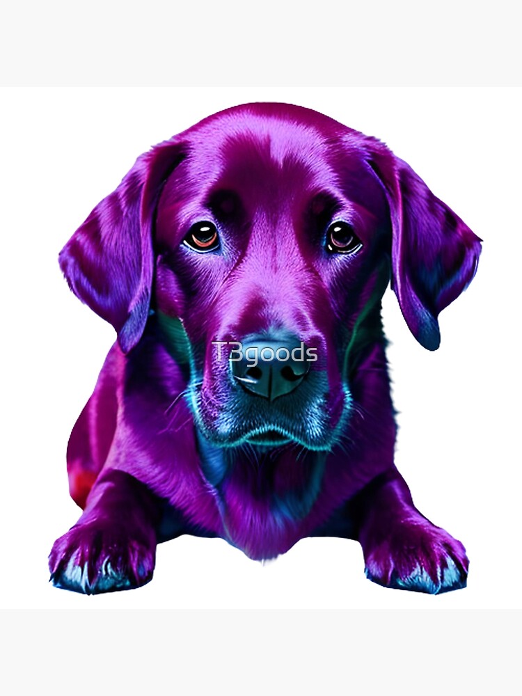 Purple Labrador Retrievers