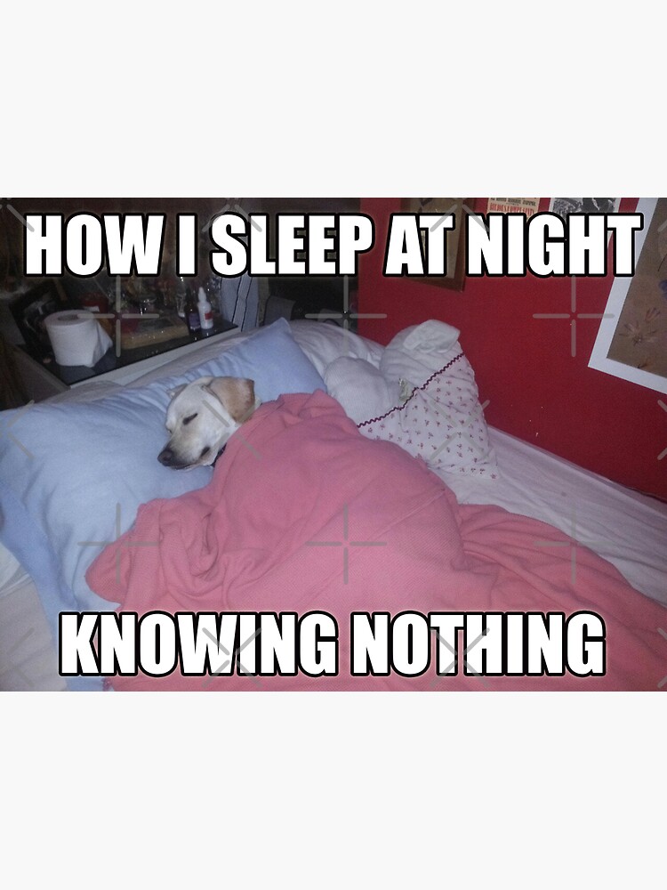 "How I Sleep at Night Knowing Nothing Meme Funny Labrador Dog in Bed ...