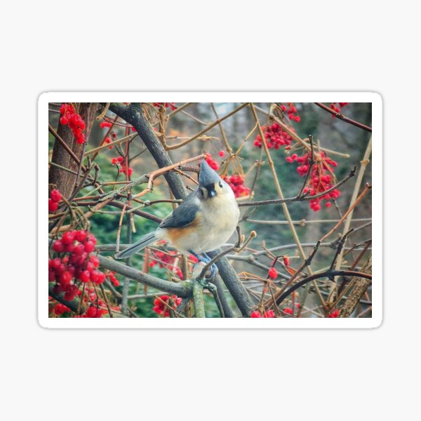"Tufted Titmouse Giving the Cutest Head-Tilt!" Sticker for Sale by SXW ...