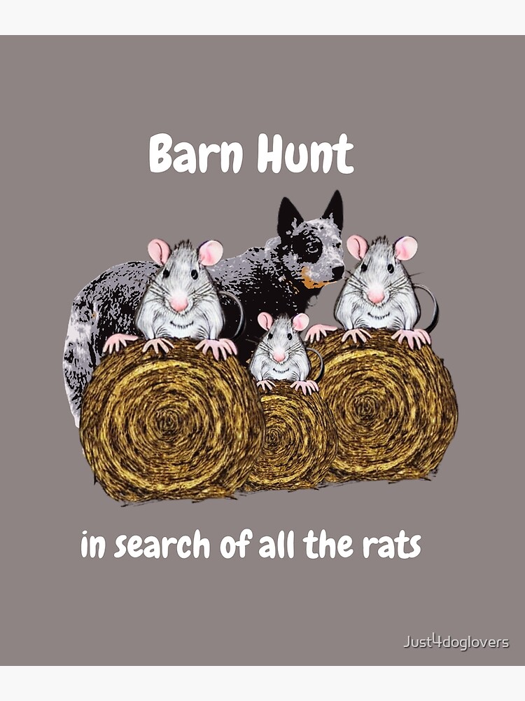 "Funny Barn Hunt - in search of all the rats with a Blue Australian ...