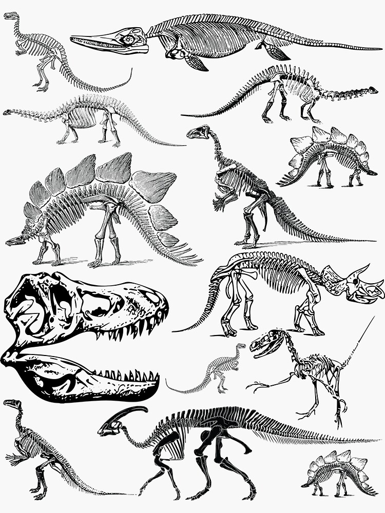 "Dinosaur Bones Fossil Design For Paleontology Student" Sticker for ...
