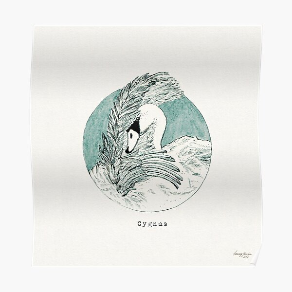 "Cygnus - swan" Poster by HoneyGherkin | Redbubble