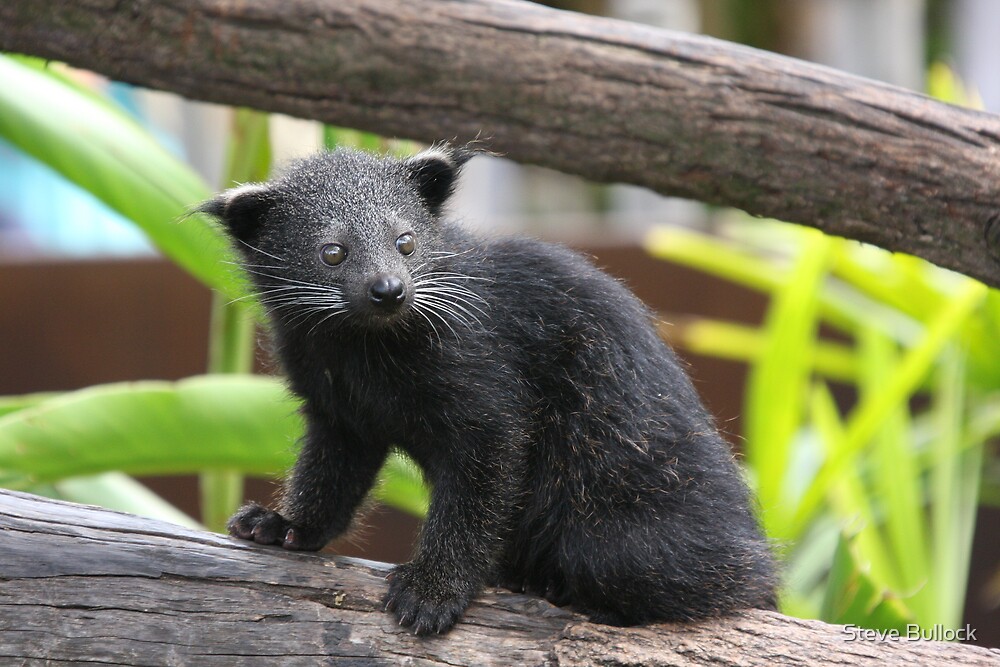 "Baby Bearcat" by Steve Bullock | Redbubble