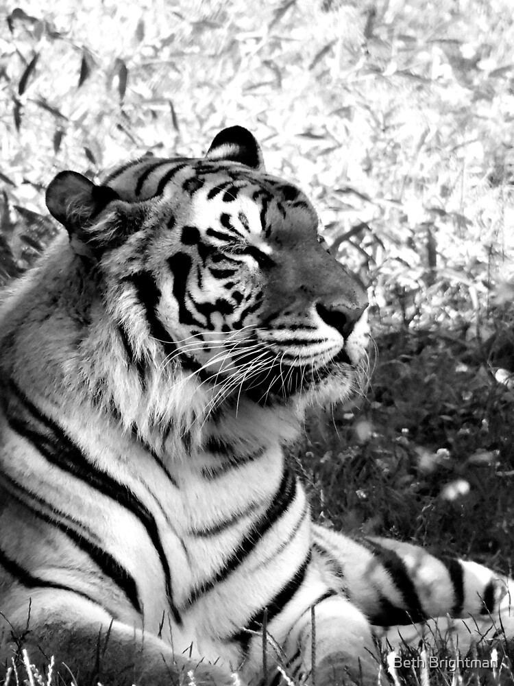 "Bengal Tiger Relaxes in the Grass" by Beth Brightman | Redbubble