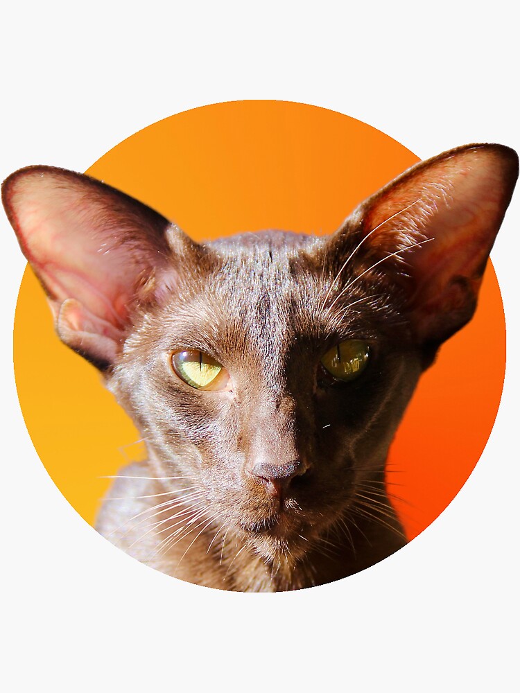 "Hazel" Sticker for Sale by hannahzgreat | Redbubble