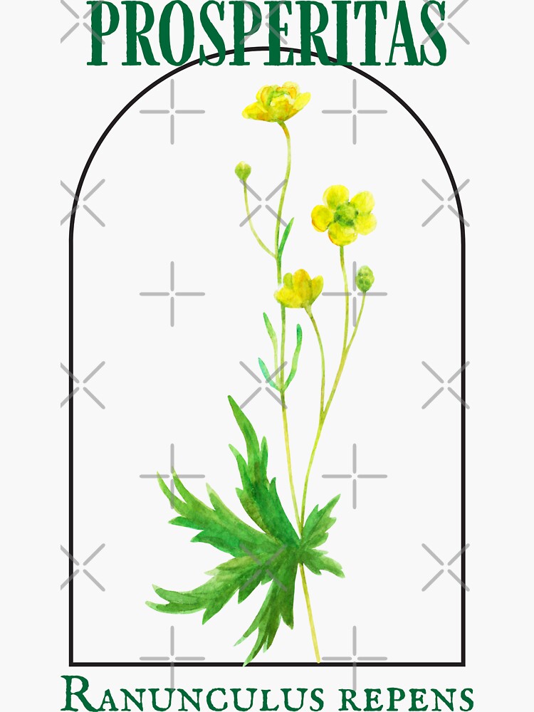 Pegatina «Prosperitas - El botón de oro de la familia Ranunculaceae como símbolo de riqueza ...