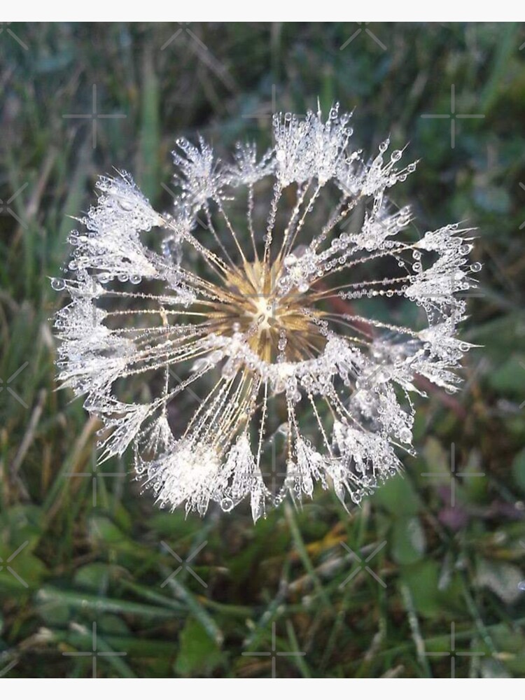 "No Wishes Made" Sticker for Sale by TheRoyalRaven | Redbubble