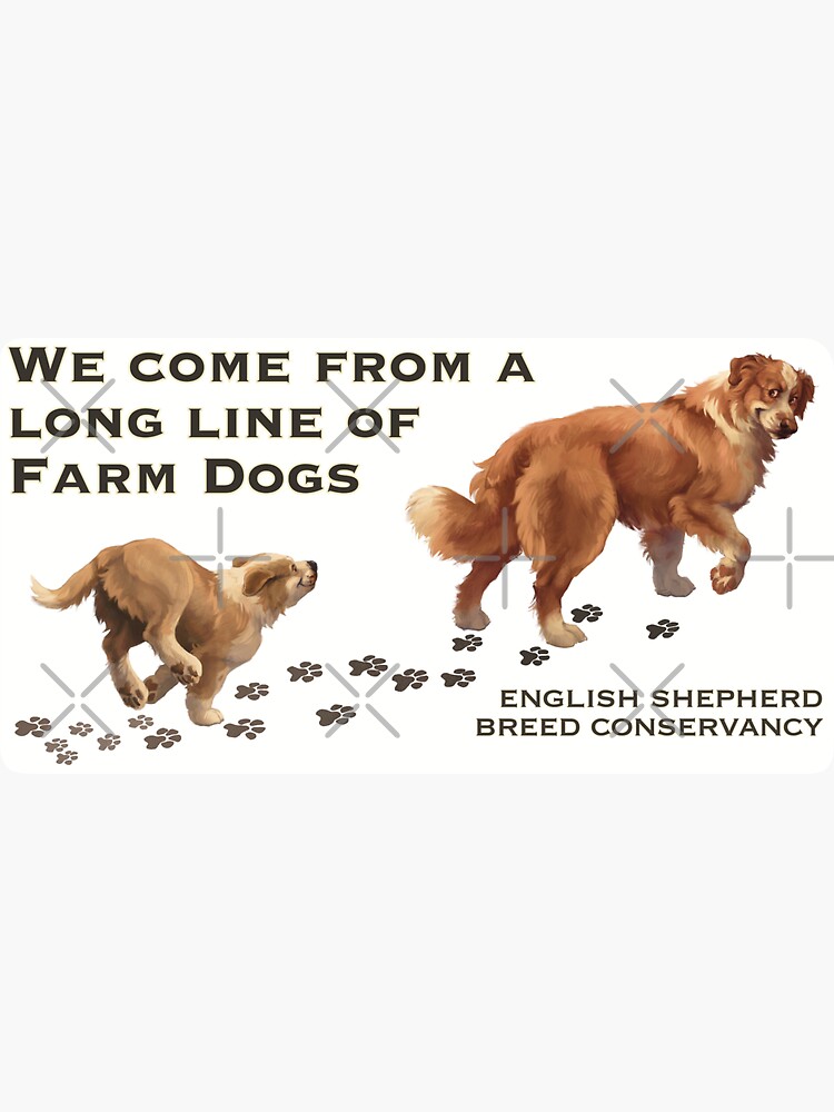 "English Shepherd- Long Line of Farm Dogs- Clear Sable" Sticker for ...